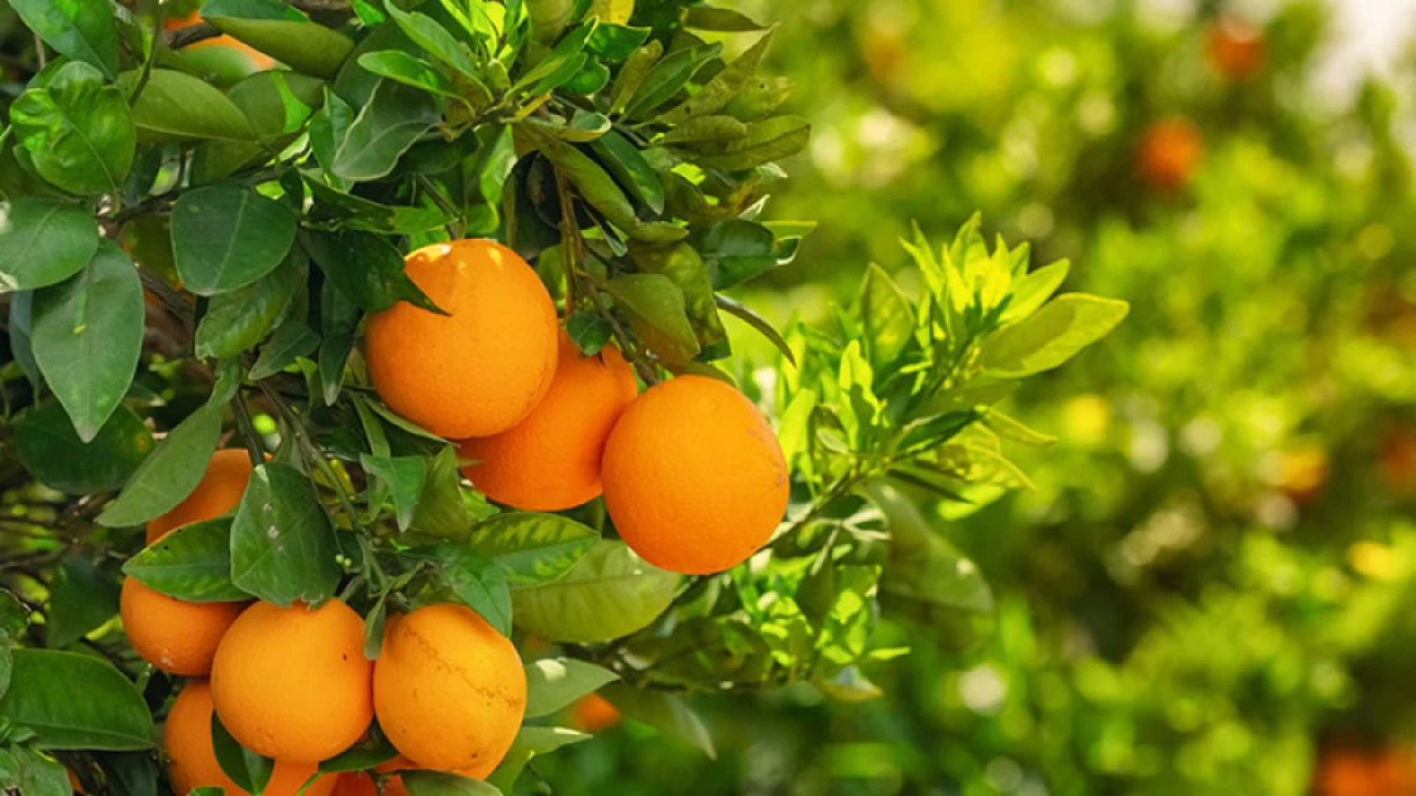 Introducing 10 High-Calcium Fruits to Include in Your Diet | ALIFARD CO
